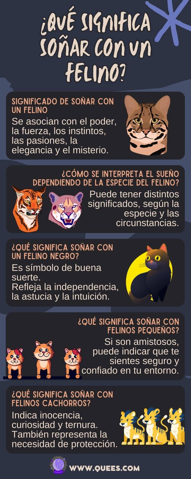 ¿Qué significa soñar con un felino? - Mascotas o animales salvajes