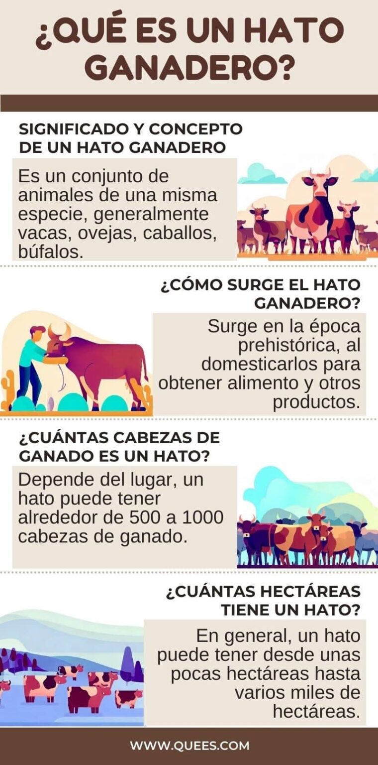 ¿Qué es un hato ganadero? - Conoce la organización en agricultura | Qué es
