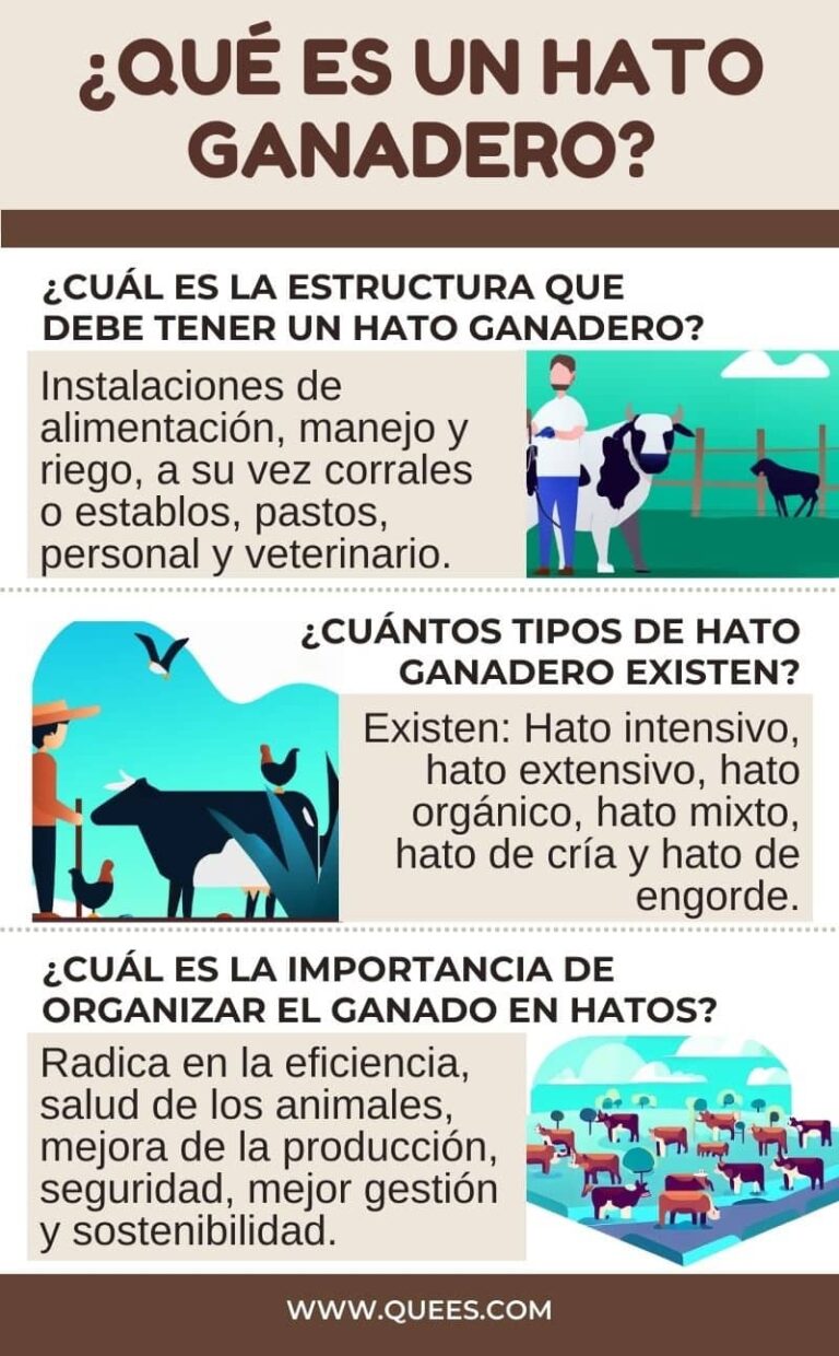 ¿Qué es un hato ganadero? - Conoce la organización en agricultura | Qué es