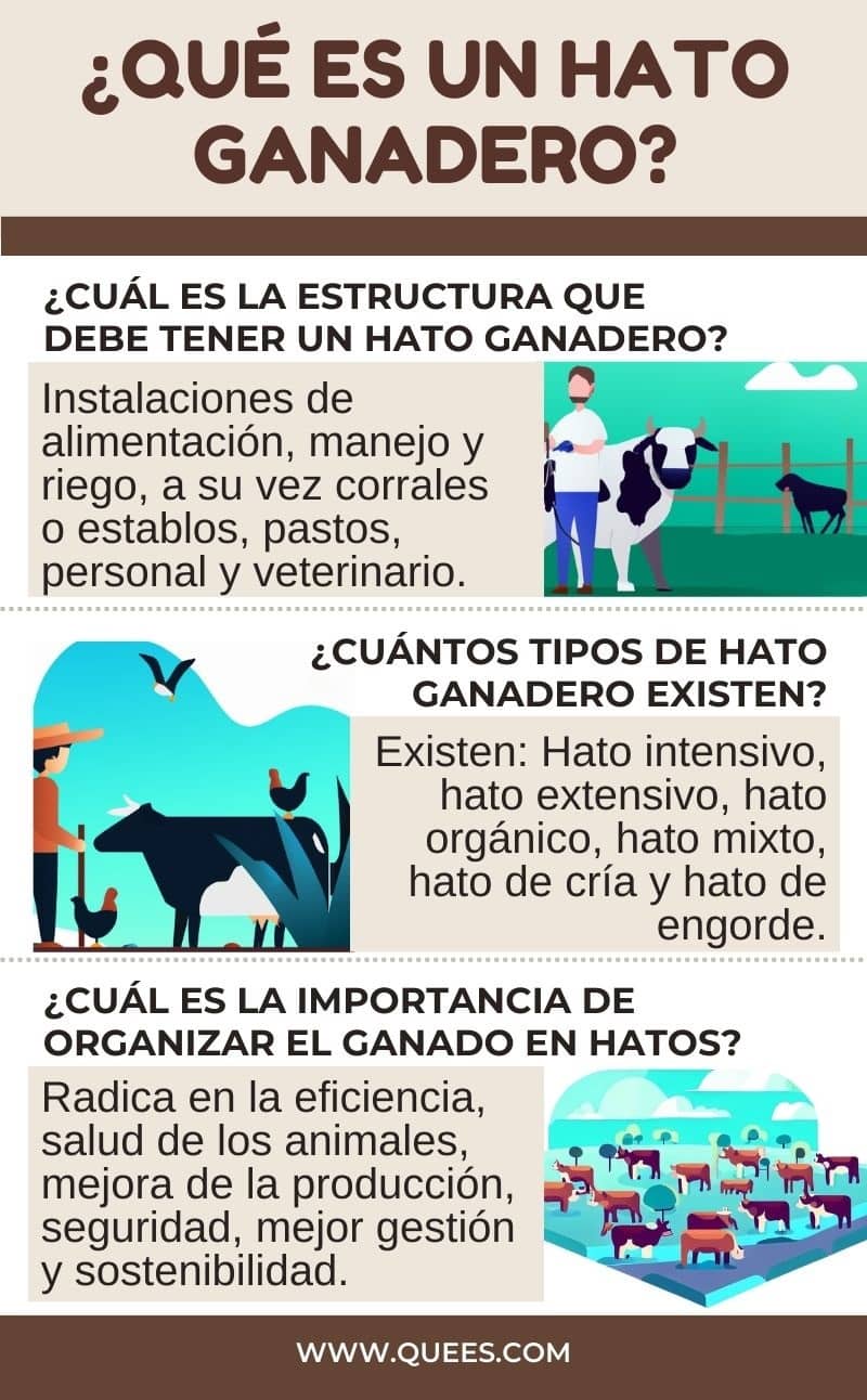 ¿Qué es un hato ganadero? - Conoce la organización en agricultura | Qué es