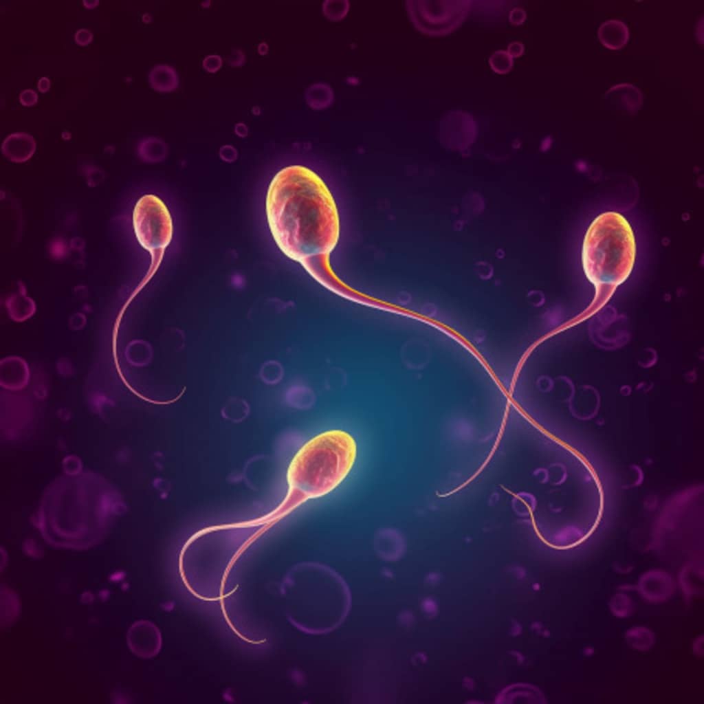 ¿Qué es la espermatogénesis? - Definición y fases de la ...
